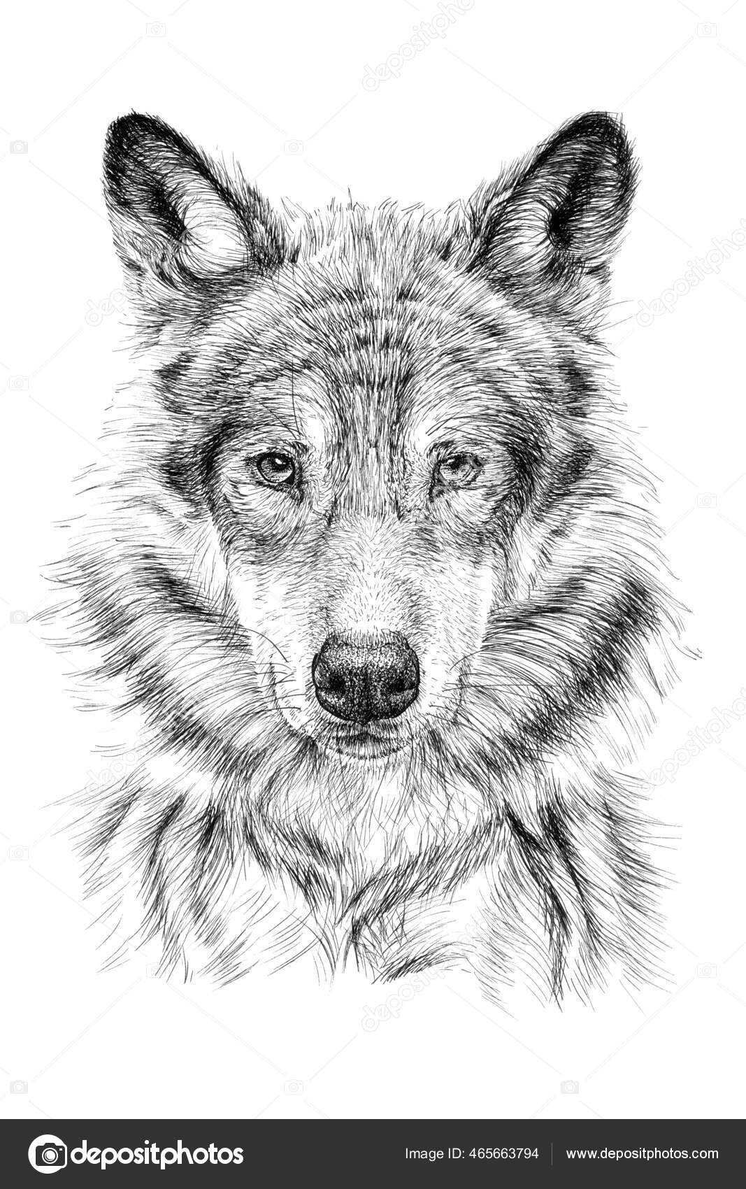 Hand Drawn Wolf Sketch Graphics Monochrome Illustration White ...