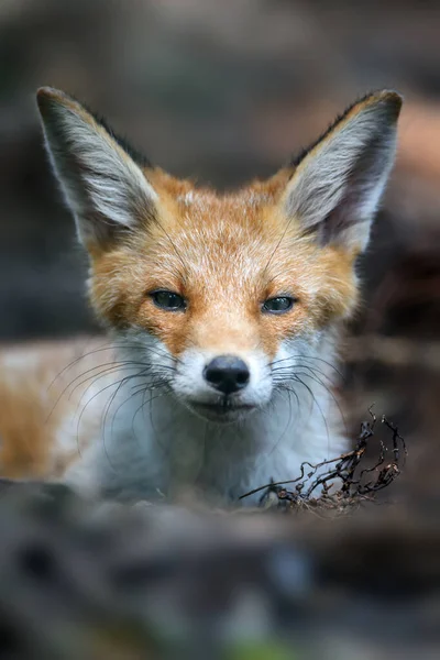 Cute sly fox Stock Photos, Royalty Free Cute sly fox Images | Depositphotos