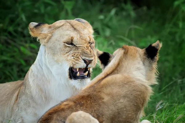 Lion bite Stock Photos, Royalty Free Lion bite Images | Depositphotos