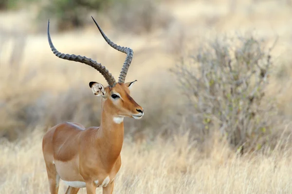 Impala Stock Photo by ©VolodymyrBur 44113279