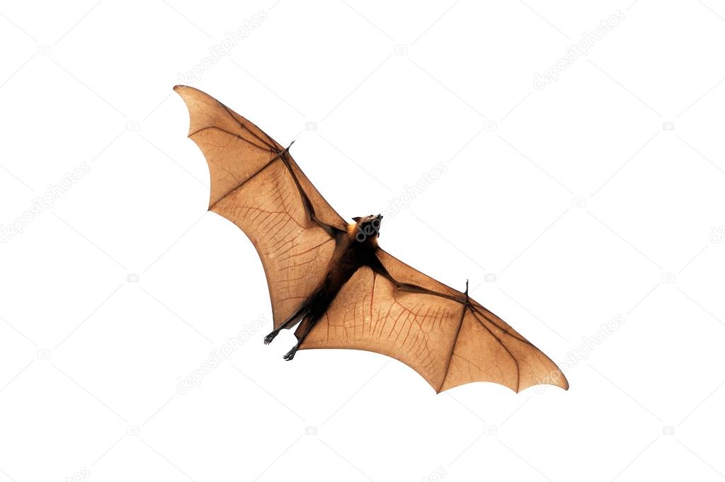 Flying fox Stock Photo by ©VolodymyrBur 58821993