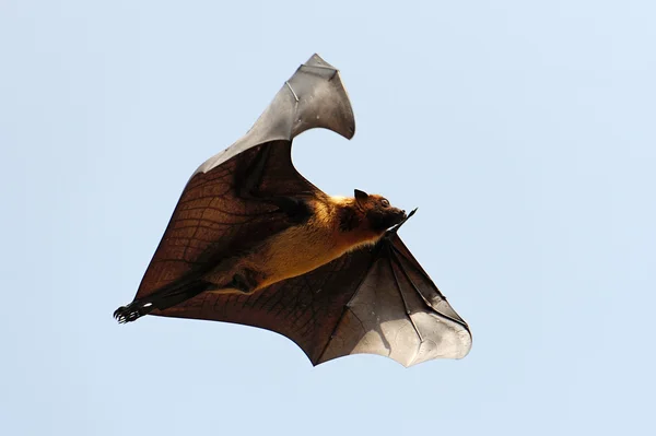 Flying fox Stock Photos, Royalty Free Flying fox Images | Depositphotos
