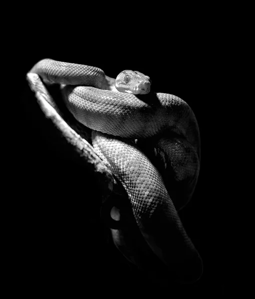 Python snake close-up, isolated on white — Stock Photo © VolodymyrBur ...