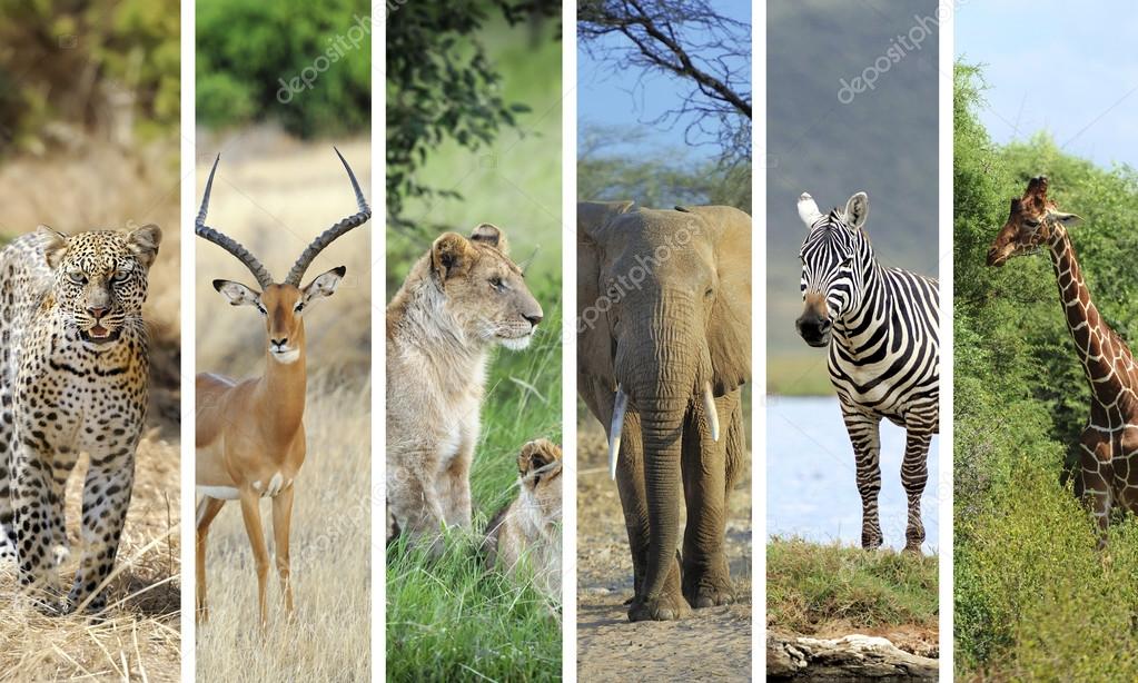 African animals Stock Photo by ©VolodymyrBur 62669909