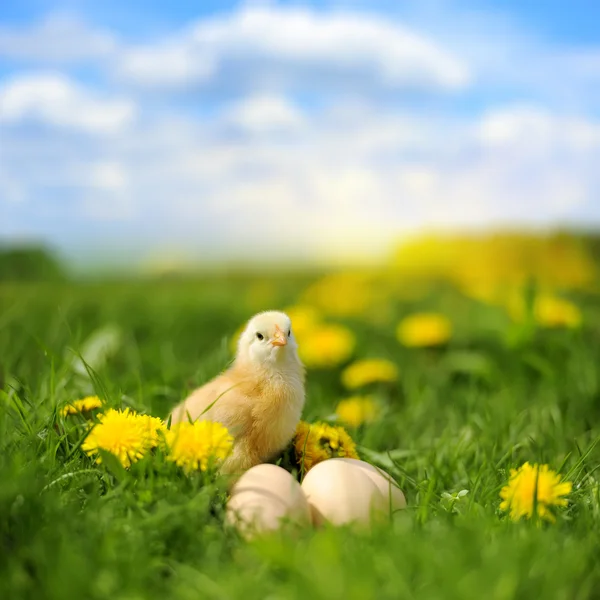 Pollo chiquito fotos de stock, imágenes de Pollo chiquito sin royalties ...