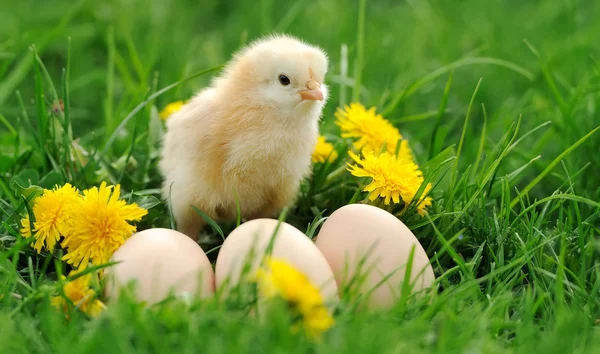 Imágenes de Pollito amarillo libres de derechos | Depositphotos