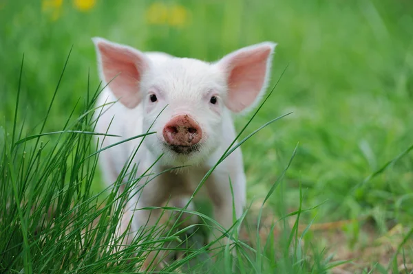 ᐈ Piglet stock images, Royalty Free piglet photos | download on ...