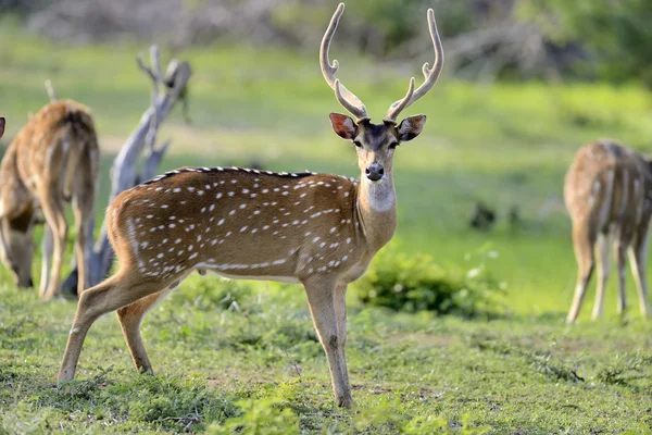 Wildlife in pakistan Stock Photos, Royalty Free Wildlife in pakistan ...