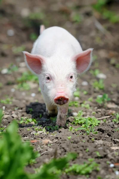 Piglet Stock Photo by ©VolodymyrBur 79029526