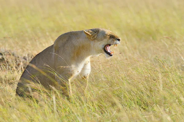 Lion yelling Stock Photos, Royalty Free Lion yelling Images | Depositphotos