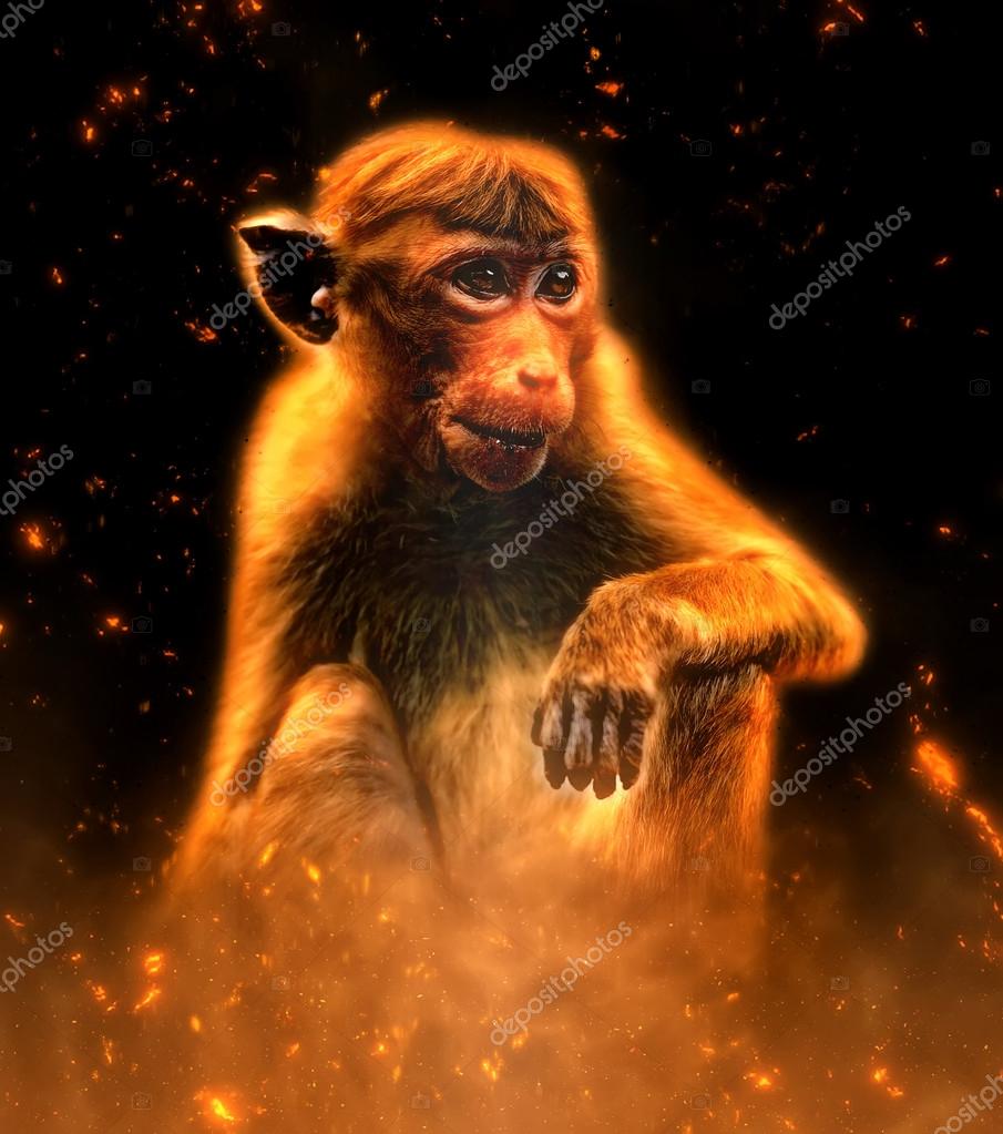 Monkey portrait in fire — Stock Photo © VolodymyrBur #93197420
