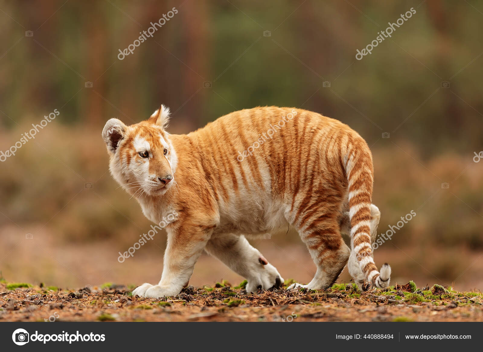 Untraditionally Colored Bengal Tiger Panthera Tigris Tigris Forest ...