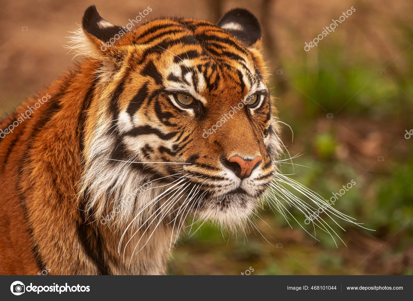 Tygr Sumatranský Velmi Blízký Portrét — Stock Fotografie © 6bears ...