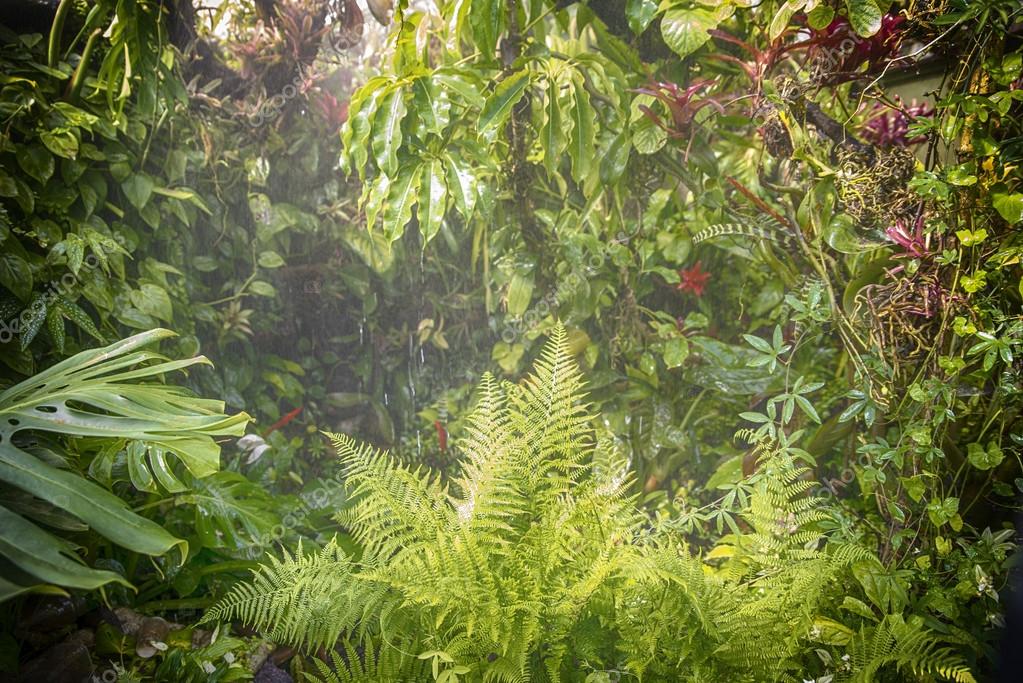 Rain in forest jungle Stock Photo by ©egonzitter 73401261