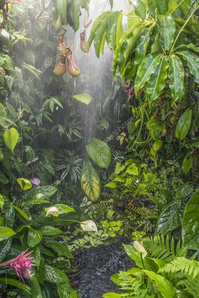 Tropical Rainforest Raining