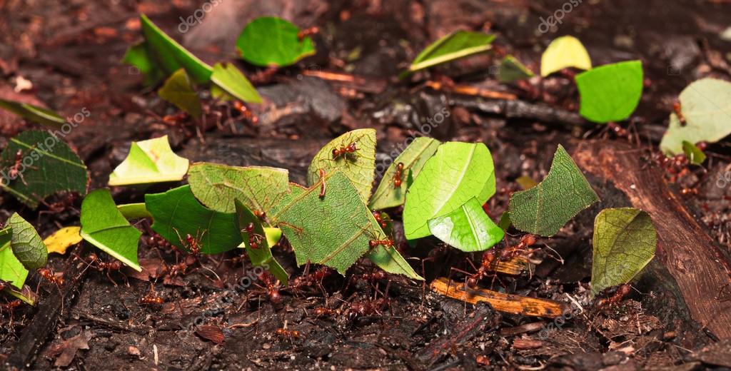 Leaf Cutter Ant Trail