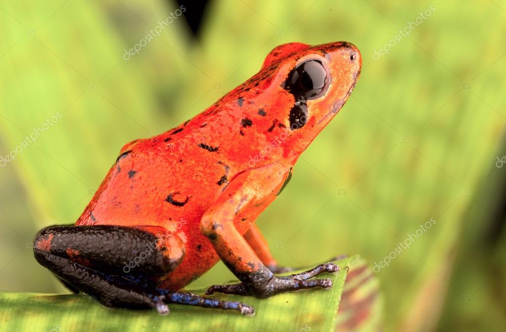 Red poison dart frog Stock Photo by ©kikkerdirk 72188531