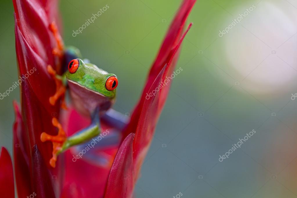 Rana arborícola de ojos rojos — Foto de stock #82387794 © kikkerdirk