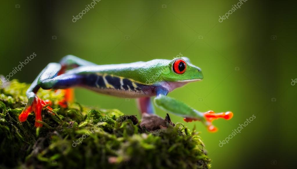 Red eyed exotic tree frog — Stock Photo © kikkerdirk #84516482
