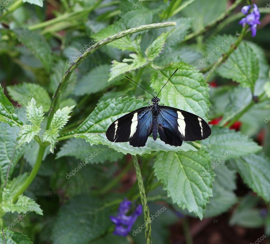 Sara Longwing Butterfly
