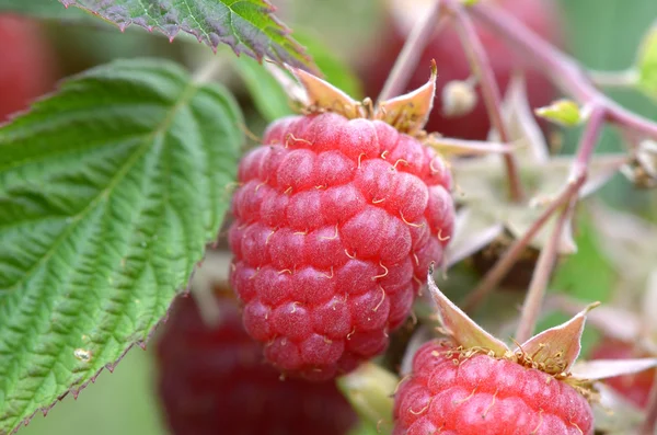 Raspberries in summer - Stock Image - Everypixel