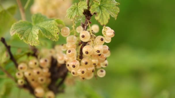 8,916 Bagas brancas Videos, Royalty-free Stock Bagas brancas Footage ...