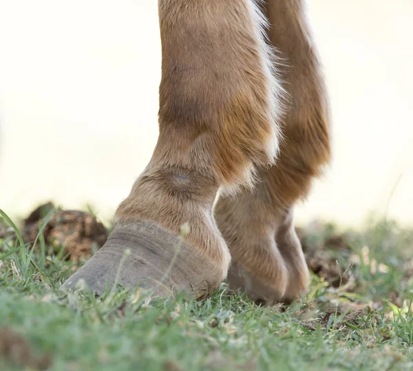 Split Hooves