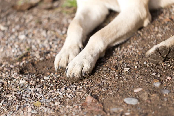 Feet of labrador dog Stock Photos, Royalty Free Feet of labrador dog ...