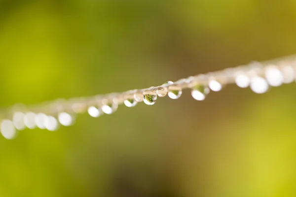 Wet string Stock Photos, Royalty Free Wet string Images | Depositphotos