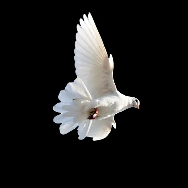 White dove flying Stock Photos, Royalty Free White dove flying Images ...