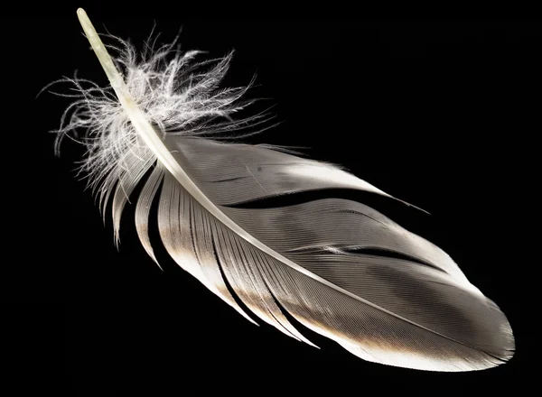 Indian feather Stock Photos, Royalty Free Indian feather Images ...