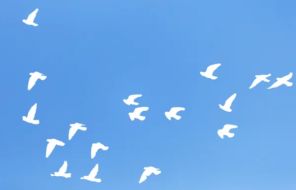 Volaris facturacion Stock Photos, Royalty Free Volaris facturacion ...