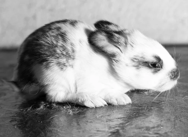 Imágenes de Conejo blanco y negro, fotos de Conejo blanco y negro sin ...