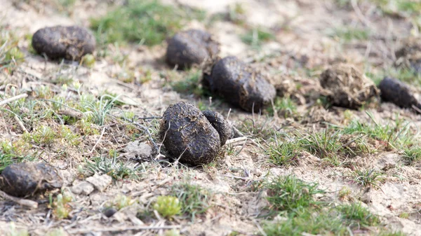 Goat feces Stock Photos, Royalty Free Goat feces Images | Depositphotos