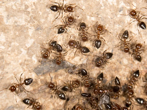 Group of termite — Stock Photo © sydeen #6175123