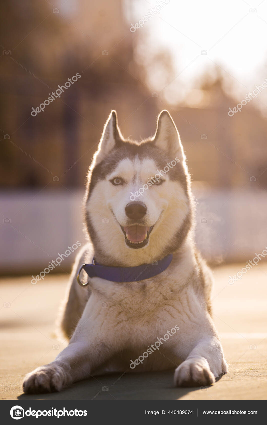 Male Husky Portrait Sunset Evening Twilight Beautiful Portrait Black ...