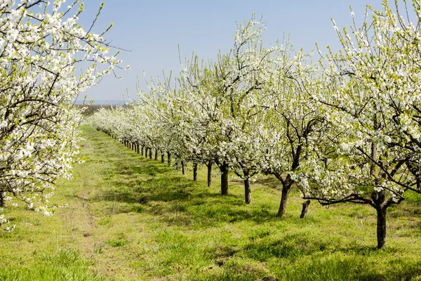 Orchard — Stock Photo © teine26 #3126819
