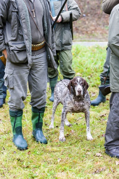 Hunting dog — Stock Photo © phb.cz #3004684