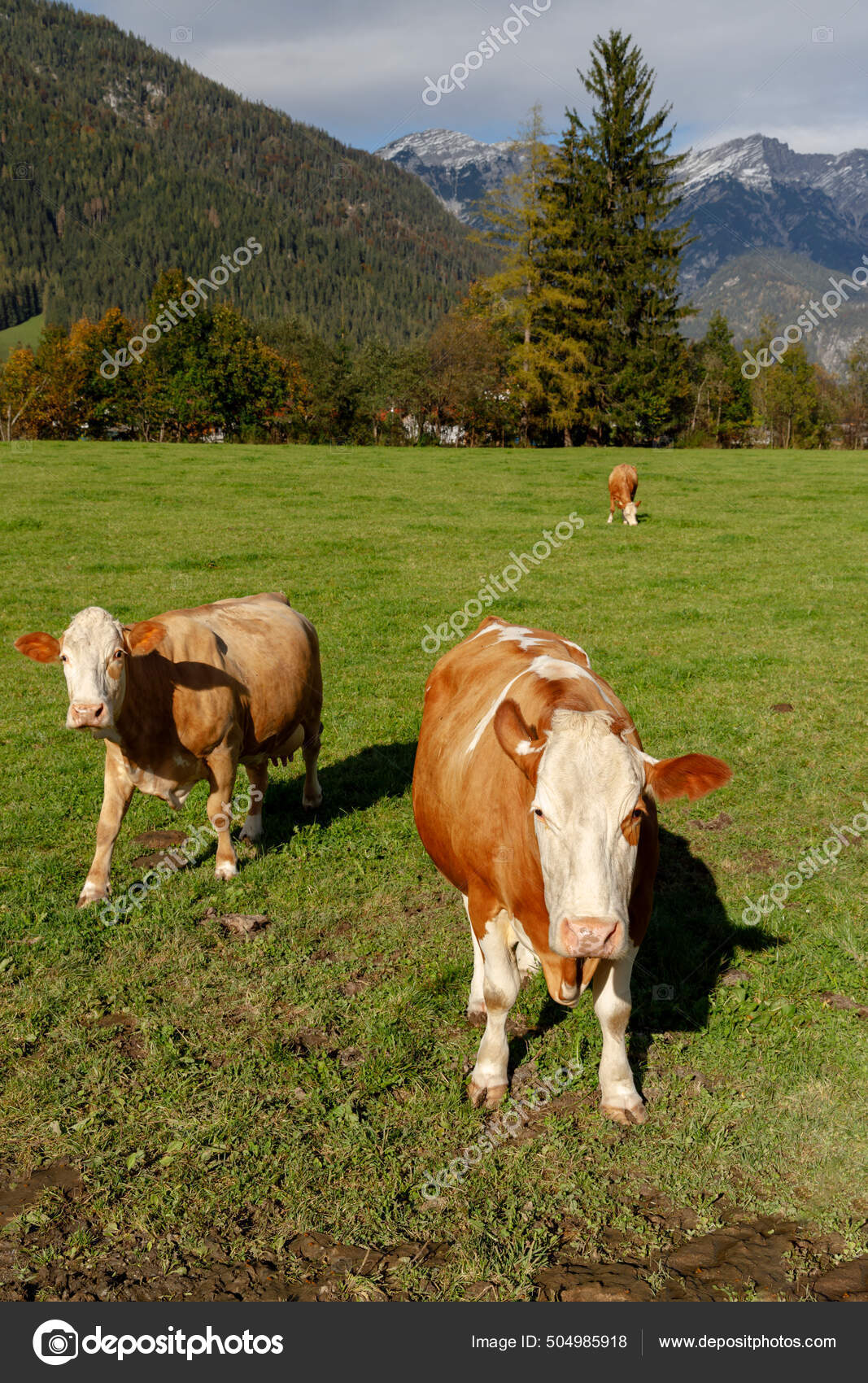 Austrian Cows
