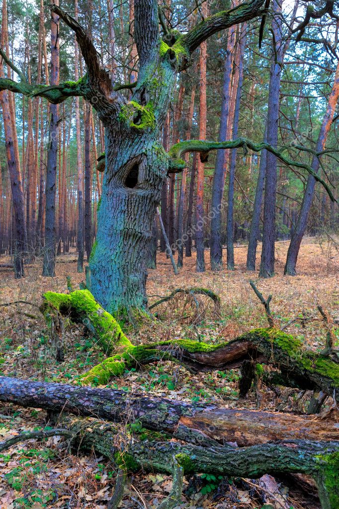 Old oak tree in forest Stock Photo by ©pklimenko 104480146