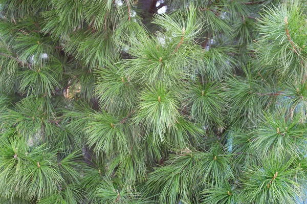 Sequoia sempervirens Stock Photos, Royalty Free Sequoia sempervirens ...