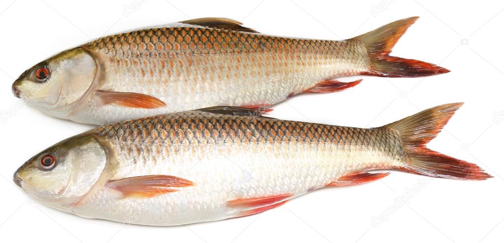 Popular Rohu or Rohit fish of Indian subcontinent — Stock Photo ...