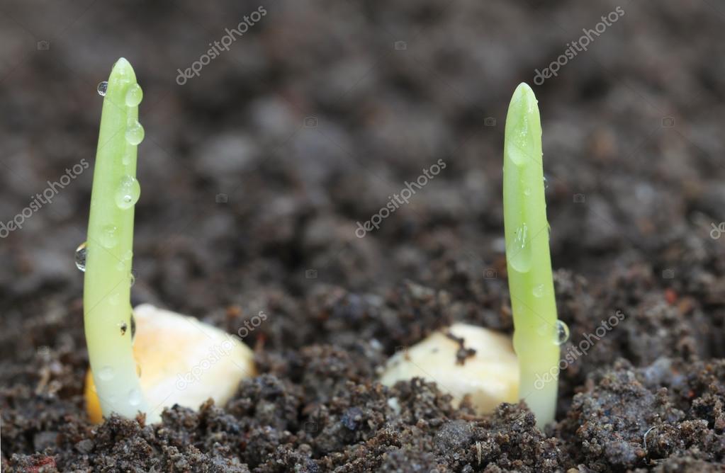 Corn sprouts germination — Stock Photo © bdspn74 #62812901