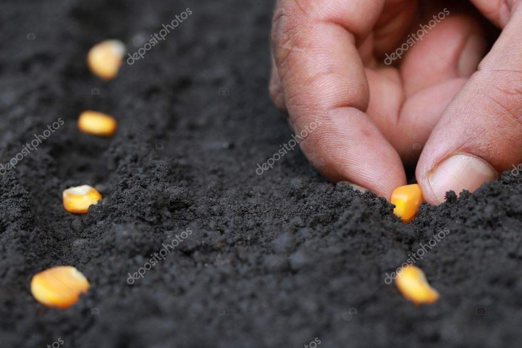 Planting green corn seeds — Stock Photo © bdspn74 #64622341