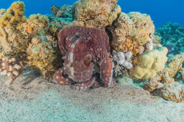 Octopus croatia Stock Photos, Royalty Free Octopus croatia Images ...