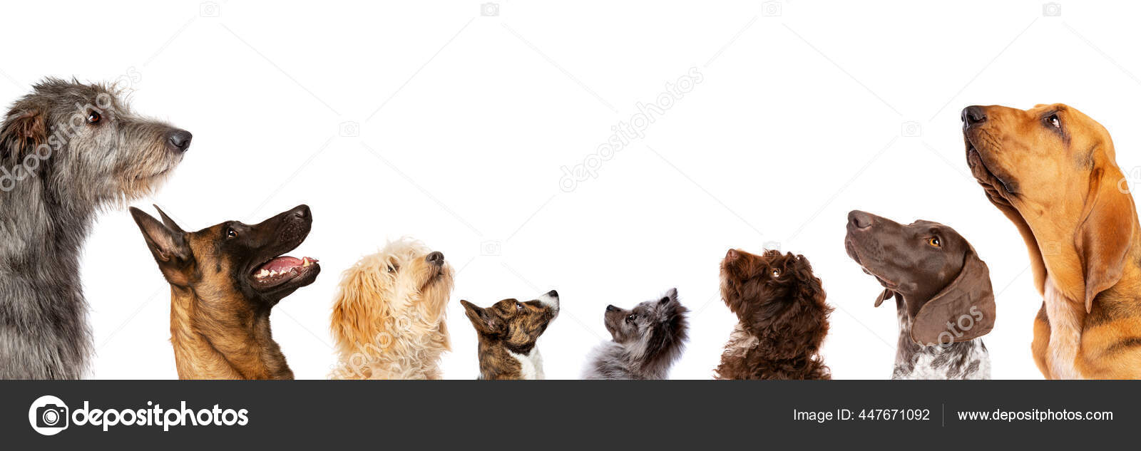 Group Eight Dogs Looking Portrait Profile Isolated White Background ...