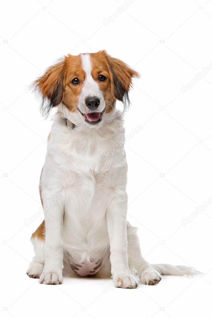 Brown and white Kooiker dog Stock Photo by ©eriklam 78235662