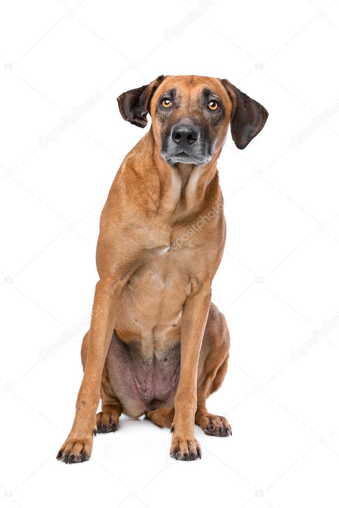 Boxer Rhodesian Ridgeback