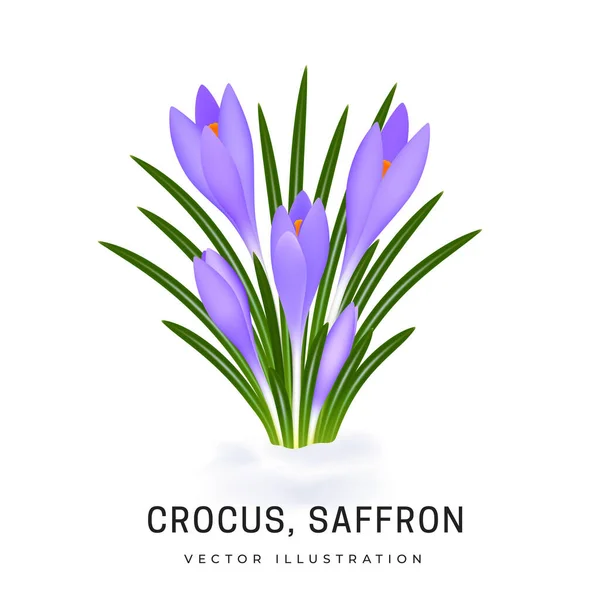 Crocus sativus Vector Art Stock Images | Depositphotos