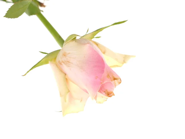 Mort de rose fotos de stock, imágenes de Mort de rose sin royalties ...